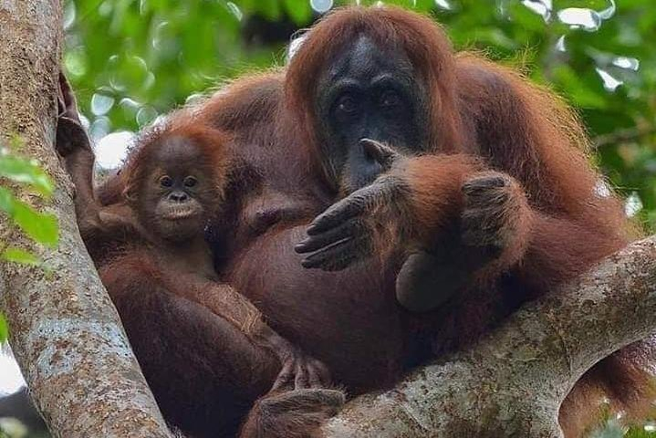 2 days overnight Bukit lawang jungle trekking Harga Tiket Promo Up to 7%