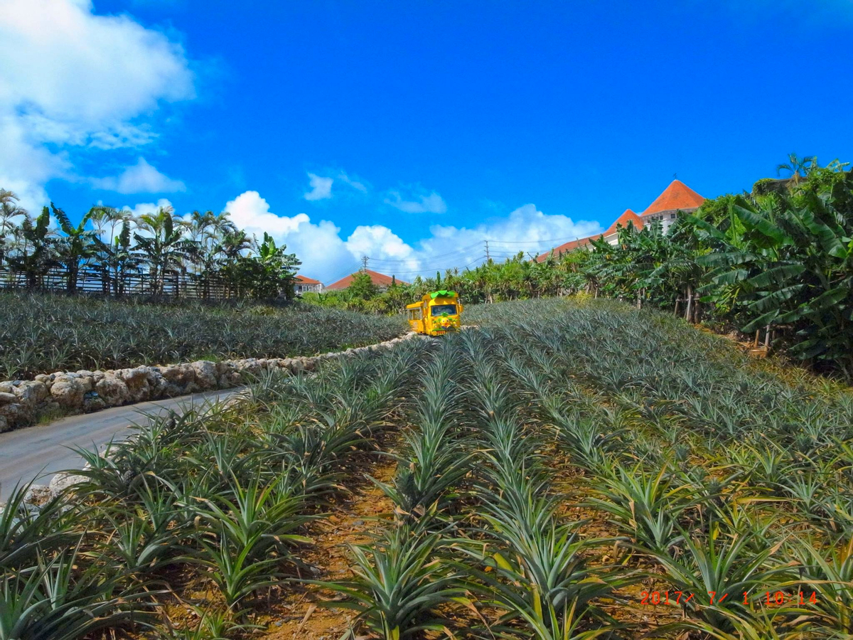 Okinawa Nago Pineapple Park 50% Off Entry Ticket Price