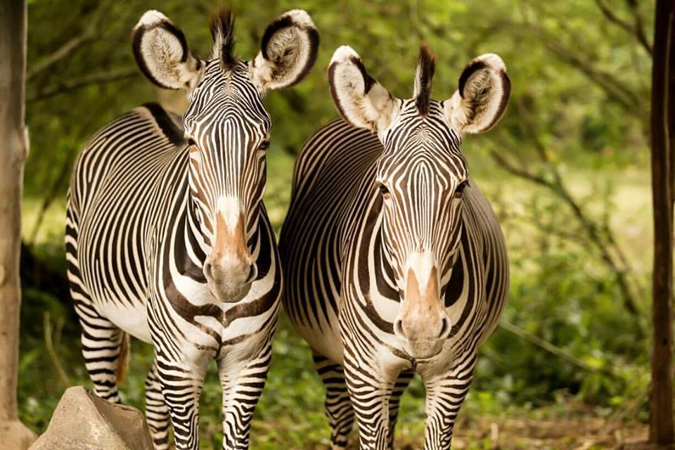 Tiket Bali Safari Park Ticket Harga Promo - tiket.com
