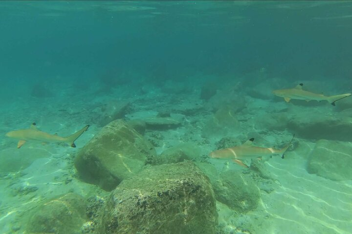 Tiket Rawa Island Snorkeling Tour from Perhentian Island Harga Promo ...