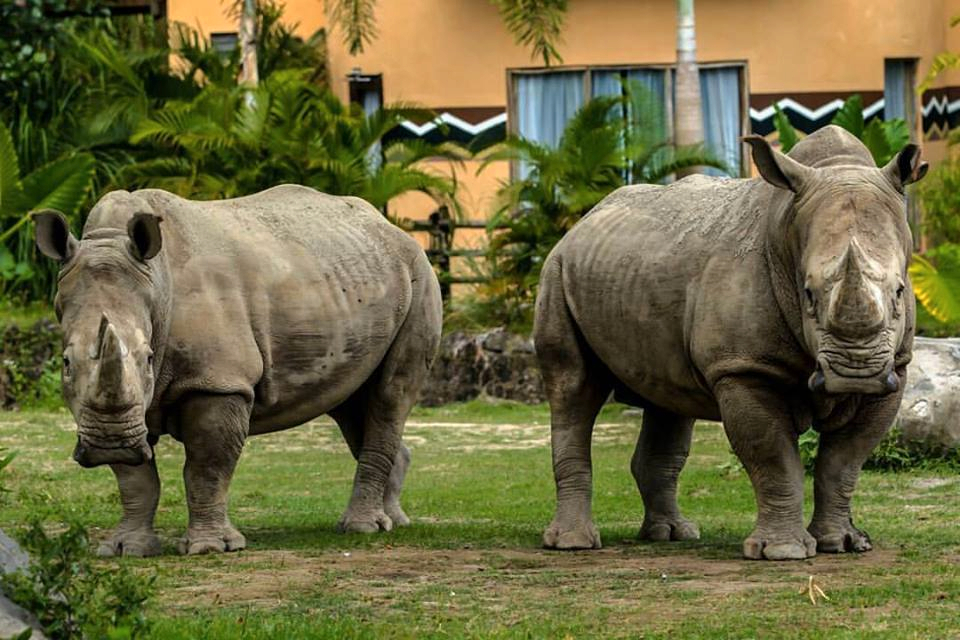 Get Ticket Bali Safari Park Ticket Promo Prices - tiket.com