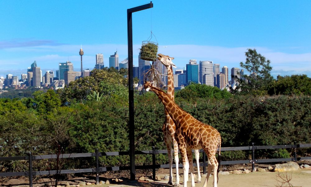 Taronga Zoo Sydney General Admissions Diskon 50% Harga Tiket Masuk