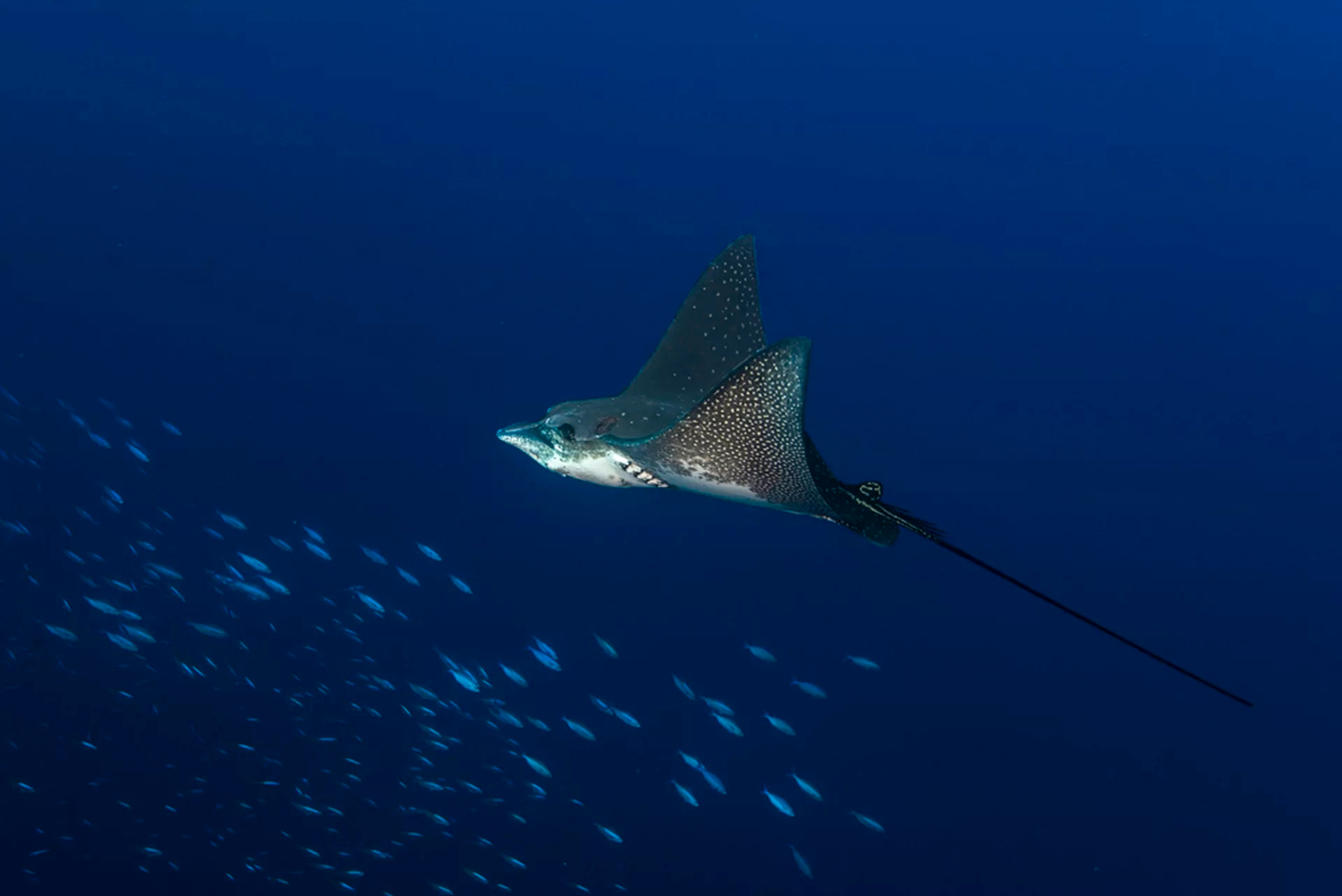 Tiket Sipalay Nitrox Discovery: EANx Course with PADI 5* Dive Center ...