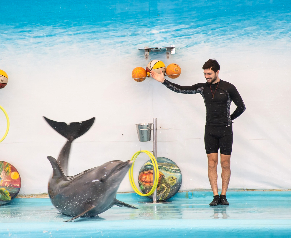 Get Ticket Dolphin Bay (Phuket Dolphin Show) Promo Prices - tiket.com