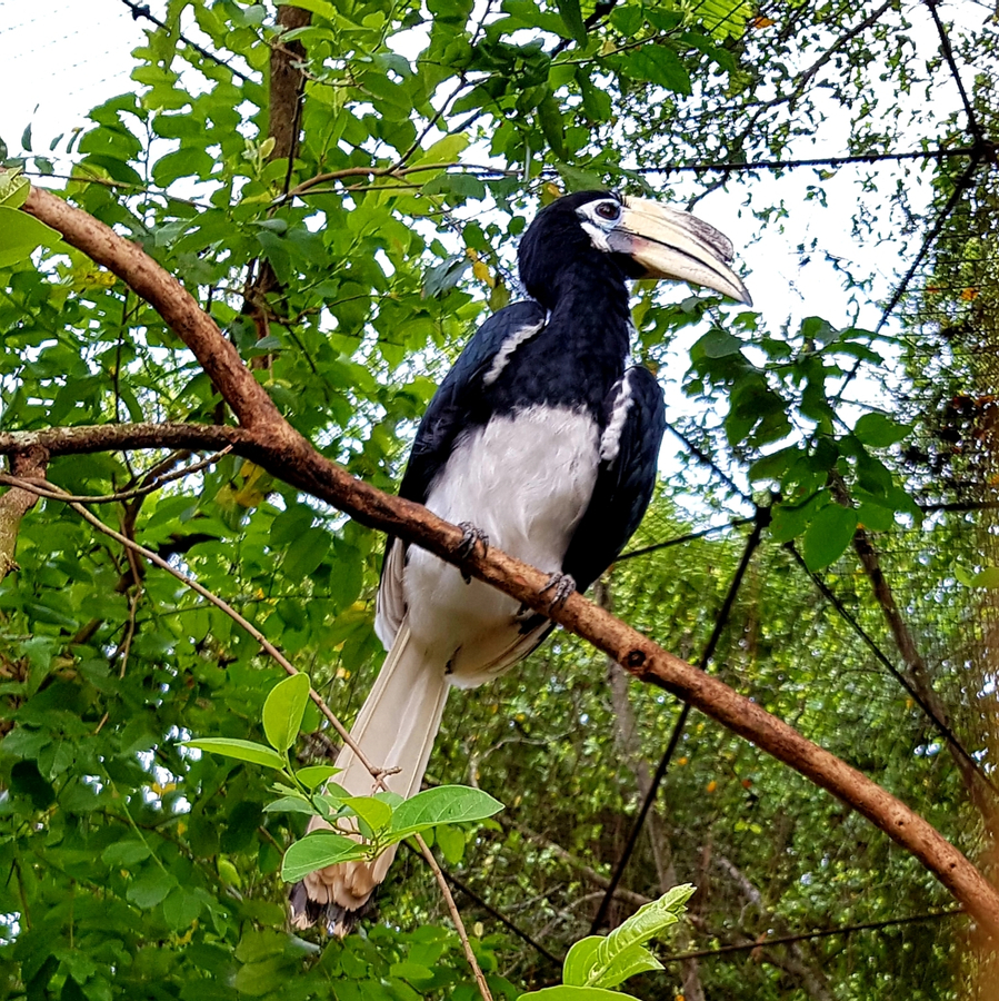 Tiket Penang Bird Park Ticket Harga Promo - tiket.com