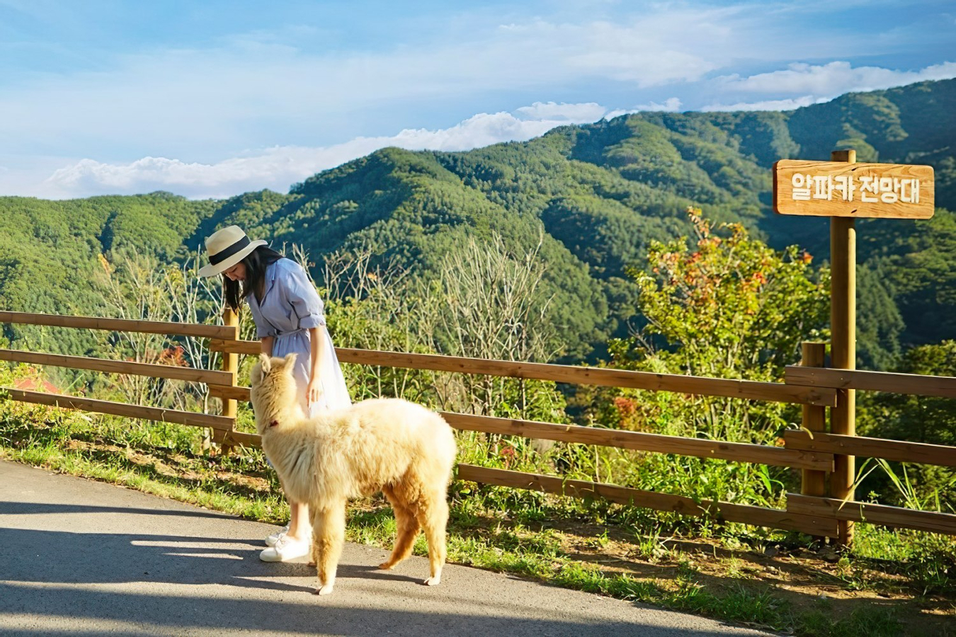 Alpaca World + Nami Island 10-Hour Private Day Tour Diskon 50% Paket Tur