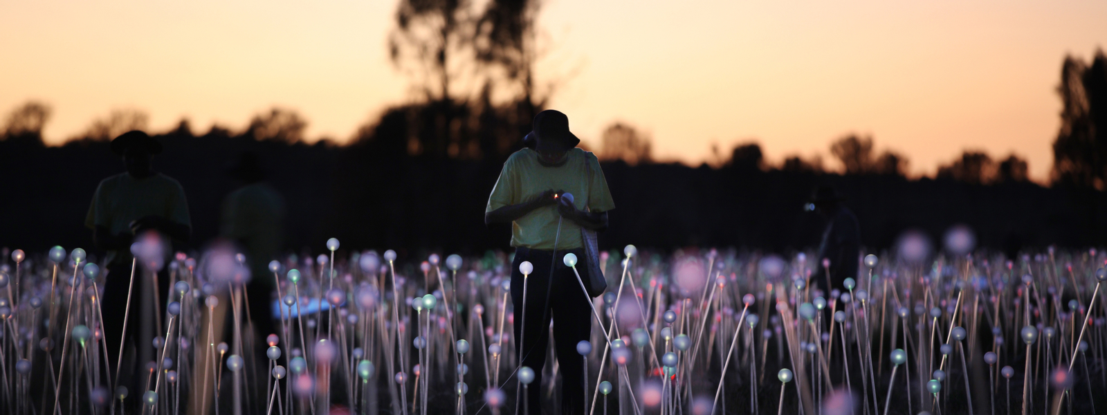 Field of Light Sunrise Tour 50% Off Entry Ticket Price