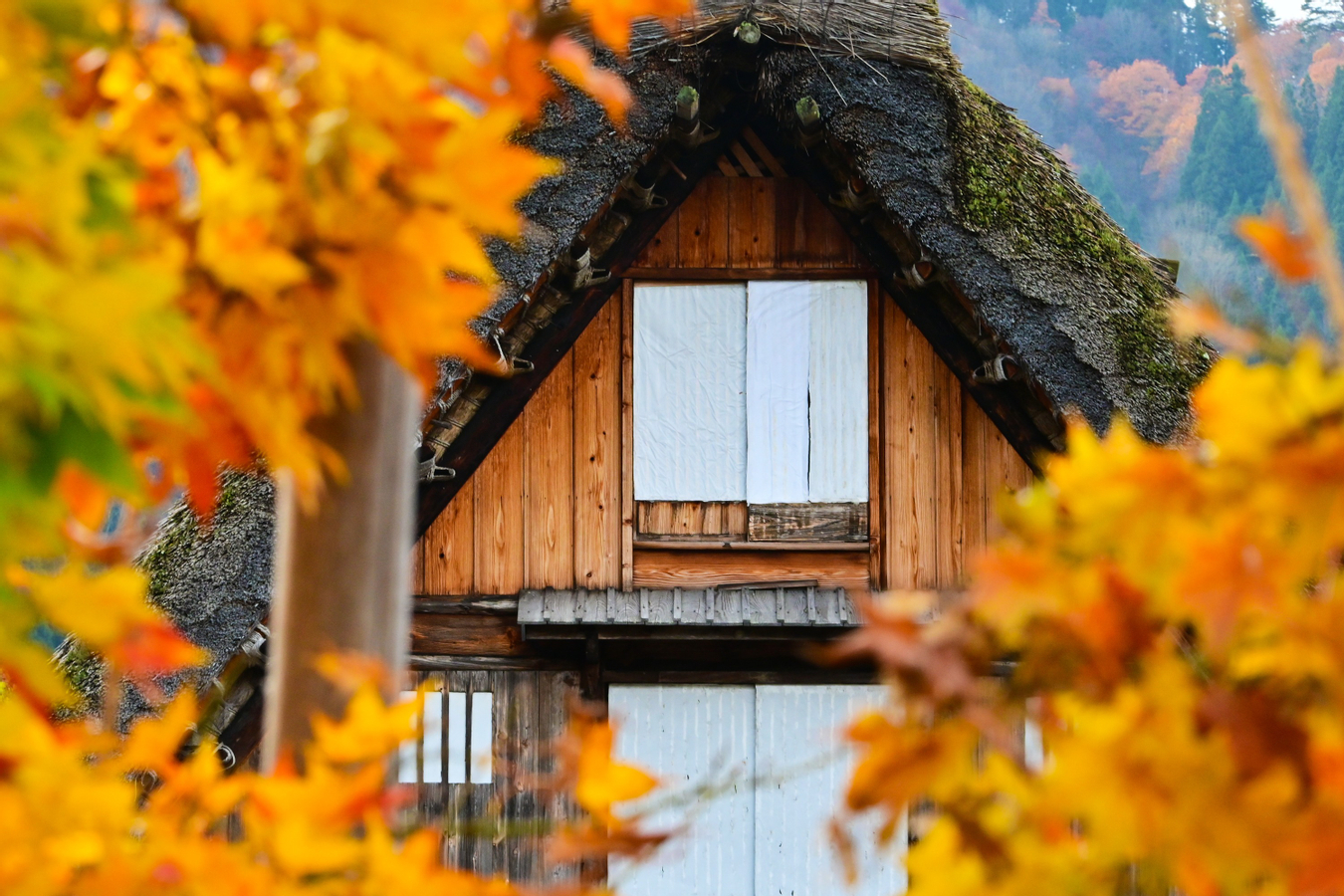 Shirakawago & Gujo Hachiman & Hida Takayama One Day Tour from Nagoya Diskon 50% Paket Tur