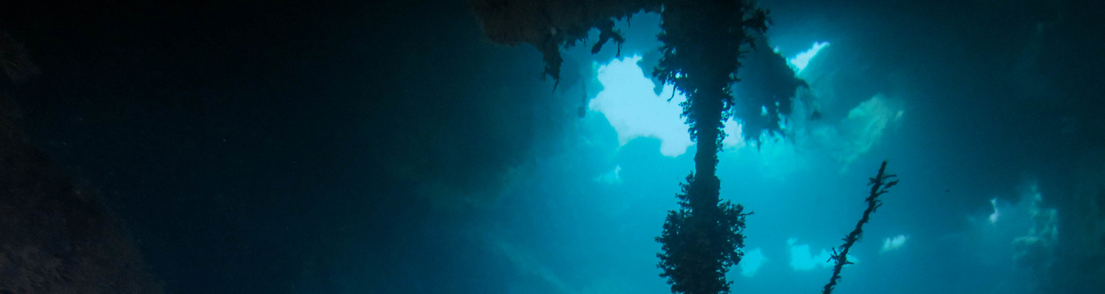 Paket Learn Nitrox plus 2 dives in Palawan with PADI 5* Dive Center ...