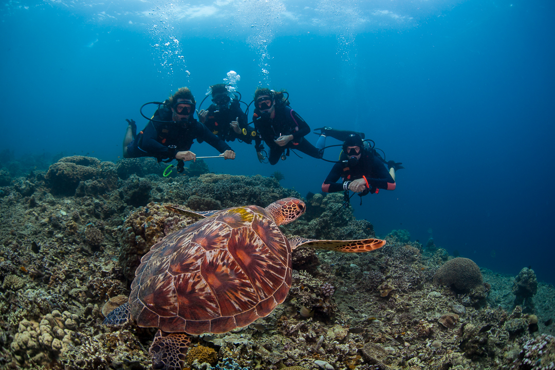 Dauin Marine Sanctuary: Explore Dumaguete with PADI 5* Center Package ...