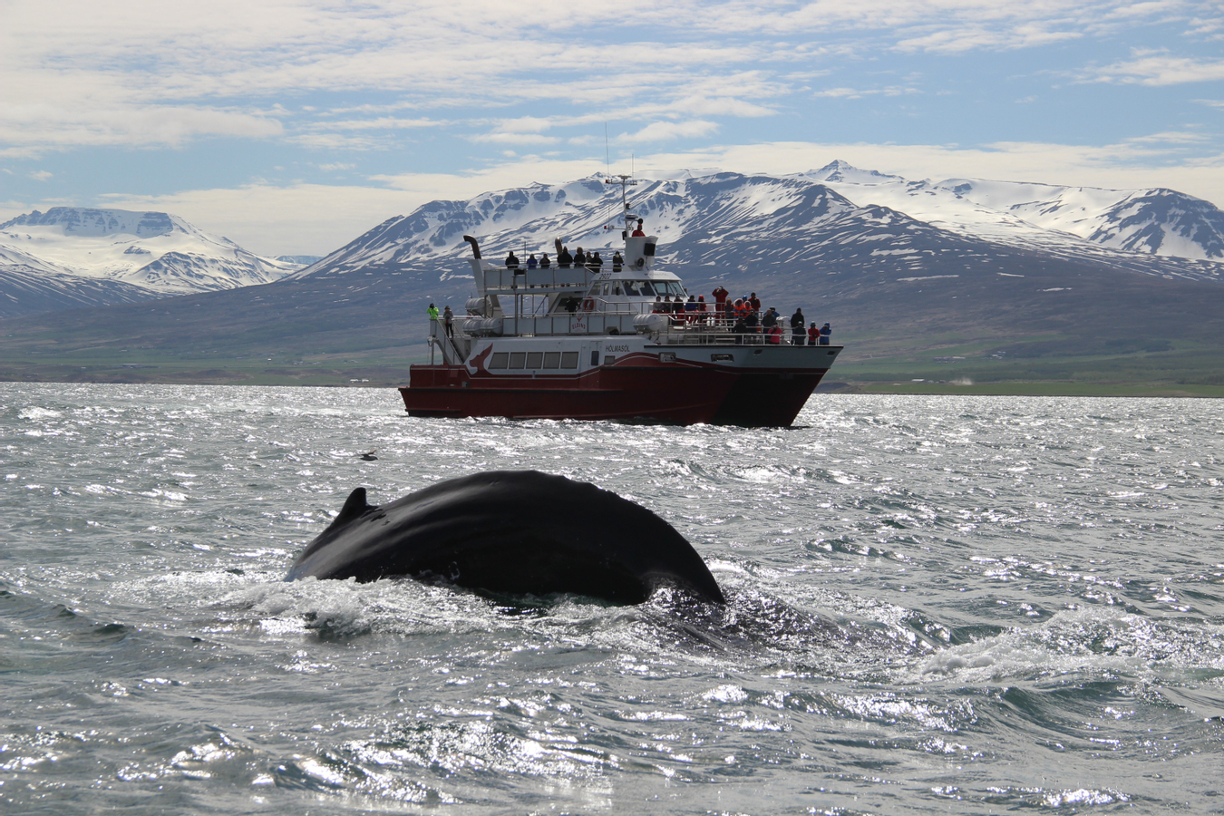 Classic Whale Watching Experience in Akureyri Diskon 50% Harga Tiket Masuk