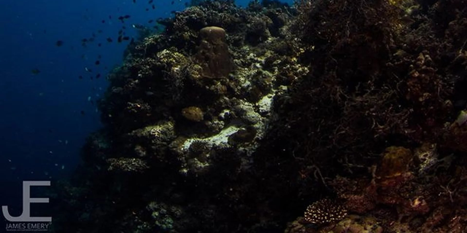 Beyond Basics Bohol: Unleash Your Potential with PADI 5* Dive Center ...