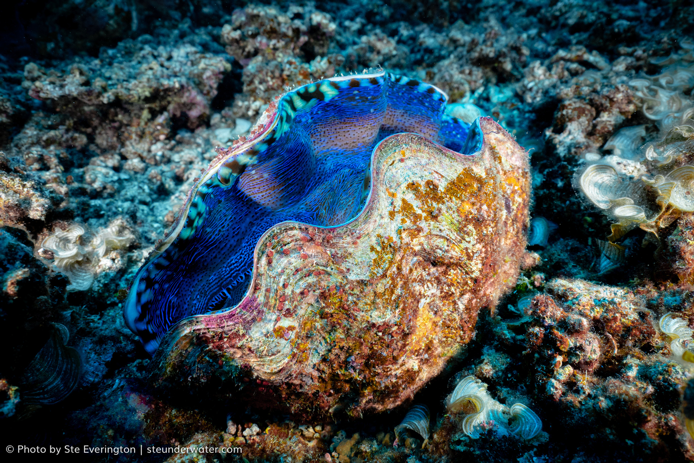 Fiji Dive Delight: Refresh & Explore Giant Clams at Tokoriki Wall ...