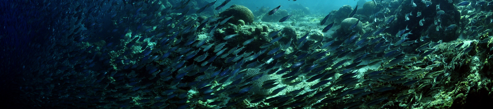 Moalboal's Nitrox Mastery: EANx Course with PADI 5* Dive Center Package ...