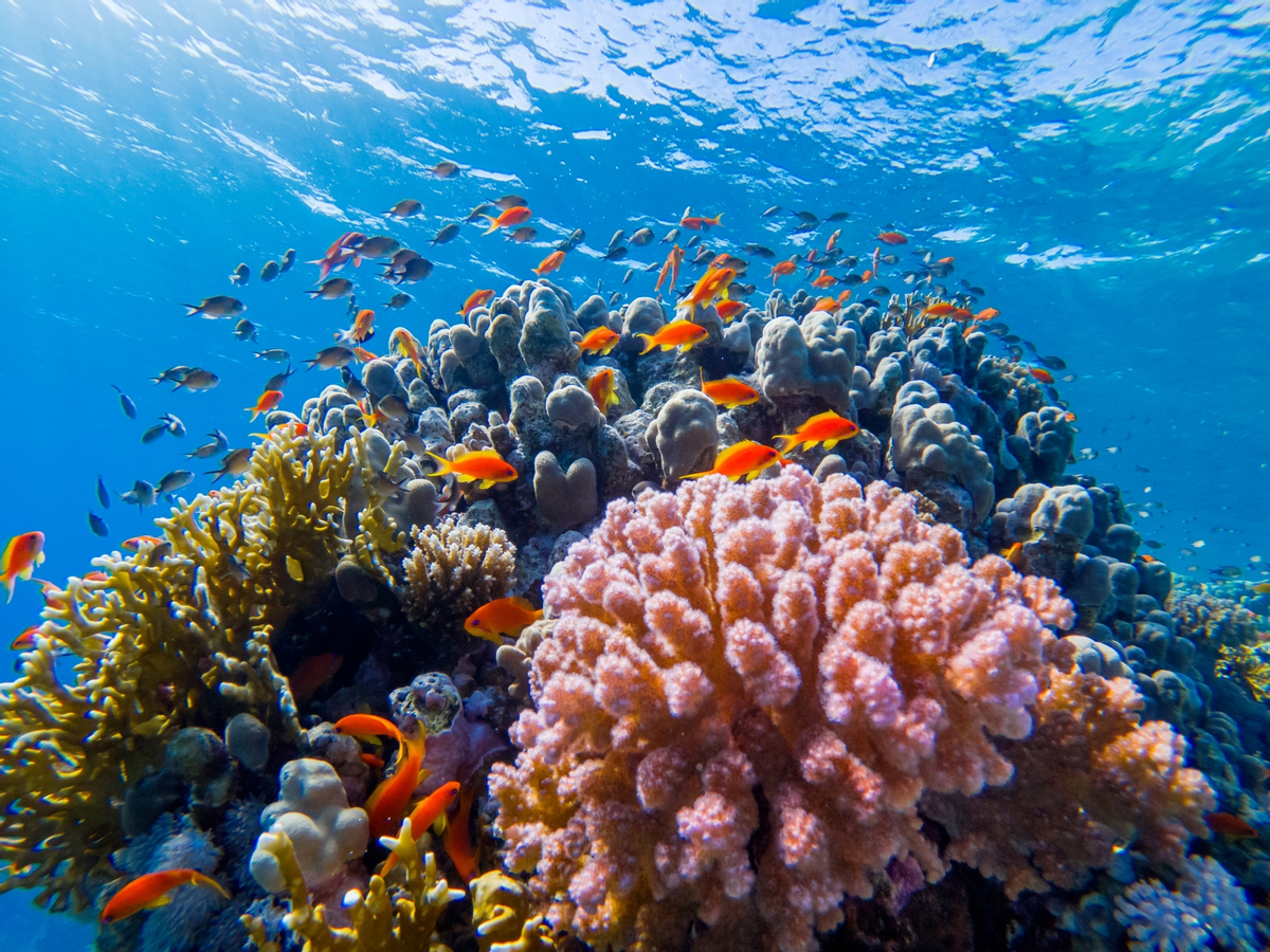 Paket From Sharm: Allah Gate, Earthquake Crack and Mangrove Tour ...