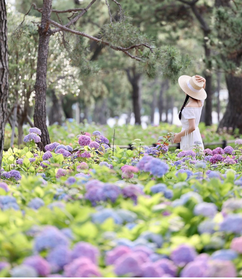 Paket Jeju Car Rental with Driver to Udo/Hamdeok Beach/Snoopy Garden ...