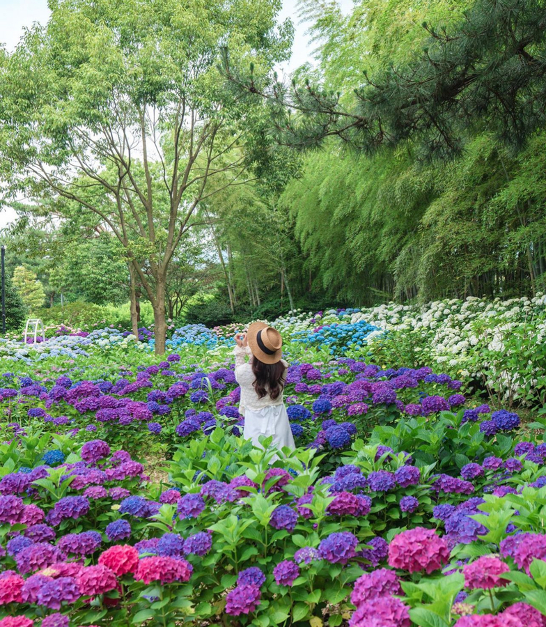 Paket Jeju Car Rental with Driver to Udo/Hamdeok Beach/Snoopy Garden ...