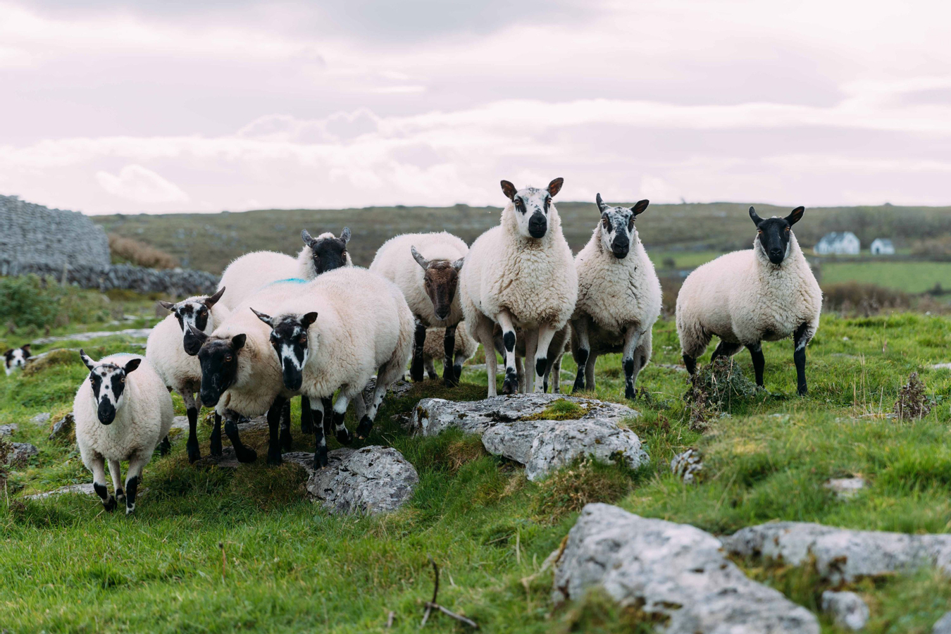 Wicklow, Glendalough & Sheepdog Demonstration Tour from Dublin Diskon ...