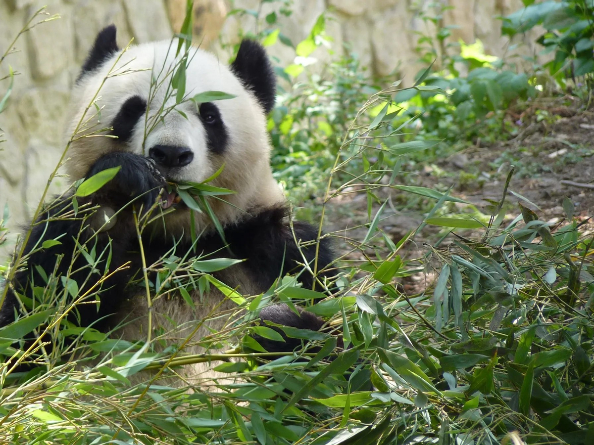 Private Guided Tour:Temple of Heaven, Panda House and Summer Palace ...