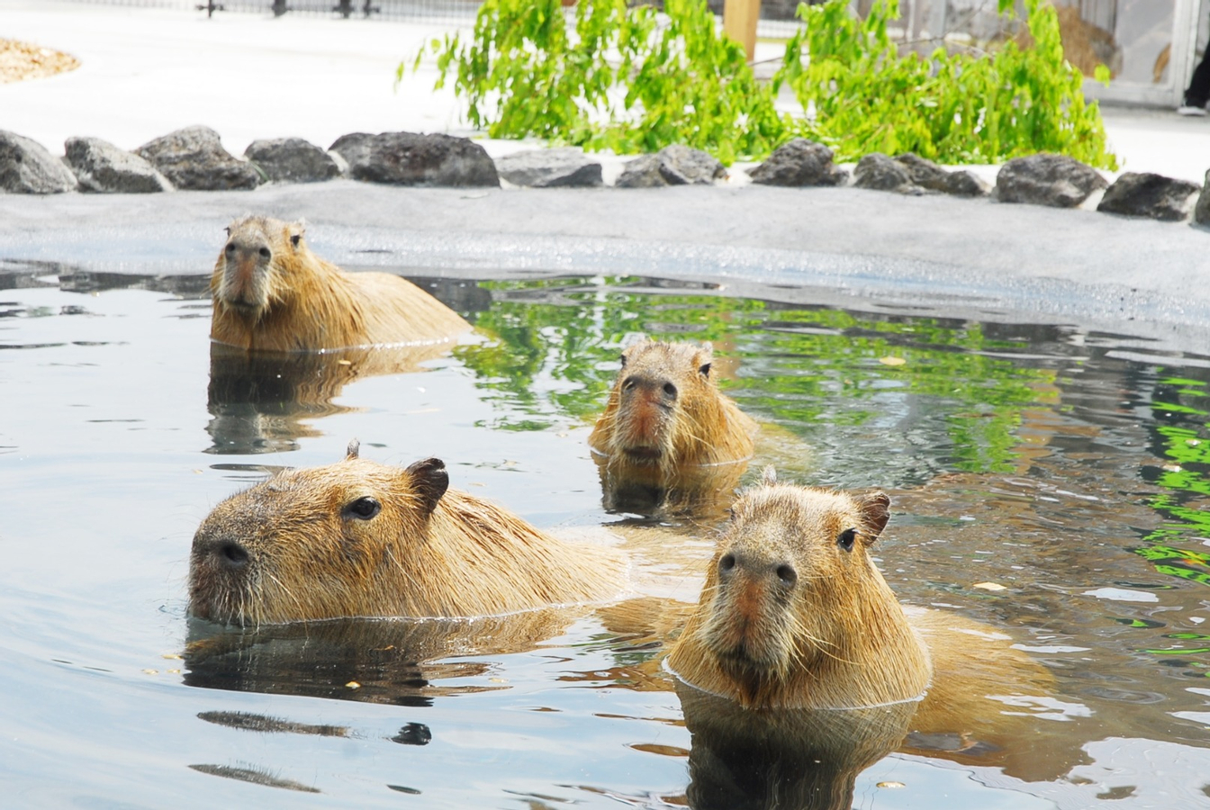 Aso Farm Land 50% Off Entry Ticket Price