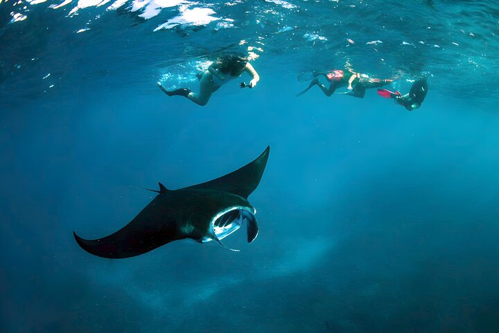 Snorkeling in Wall Point, Gamat Bay and Manta Bay: Nusa Penida Island ...