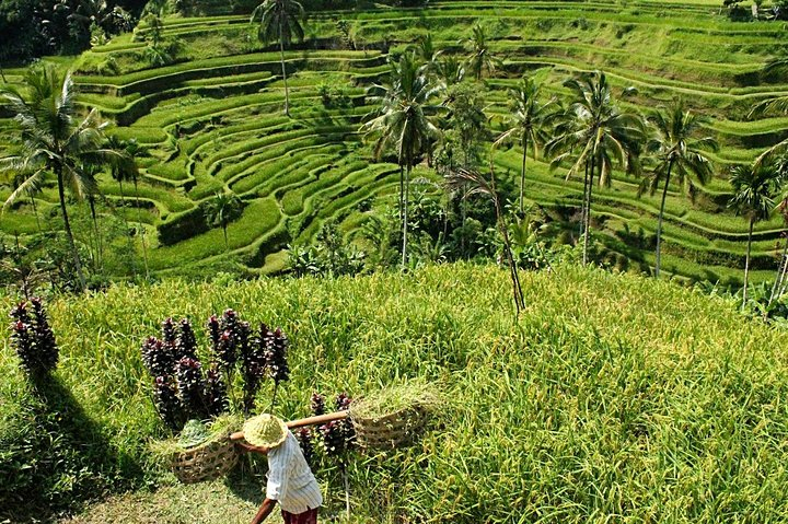 Ubud and Tanah Lot Temple Tour Diskon 50% Paket Tur