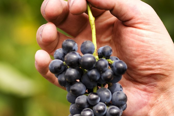 Scenic Hunter Valley Winery Tour with Boutique Wineries & Local Cheese ...