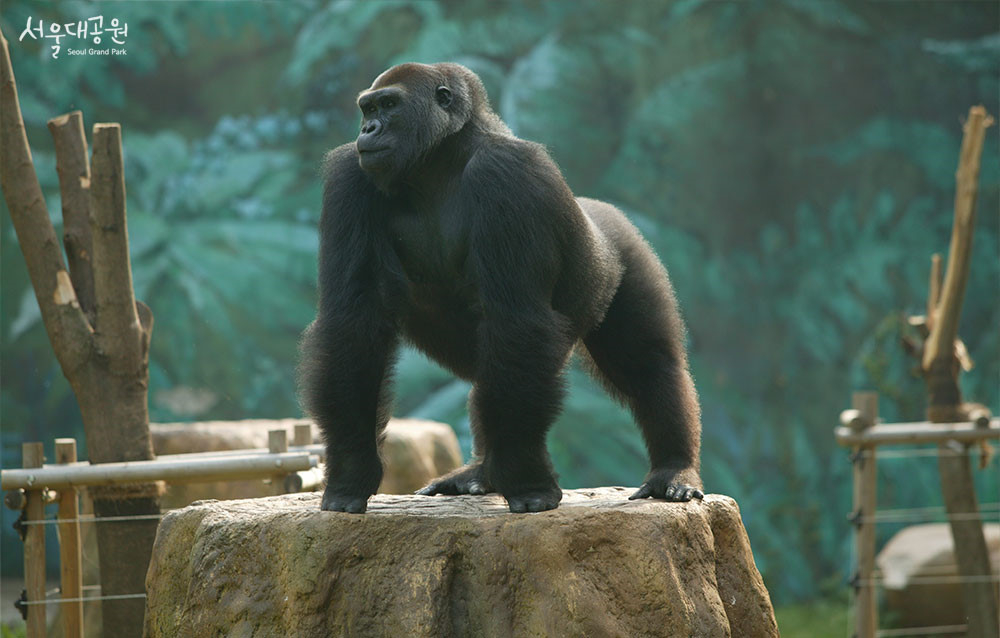 Get Ticket Seoul Land & Seoul Grand Park Round-Trip Shuttle + Admission ...