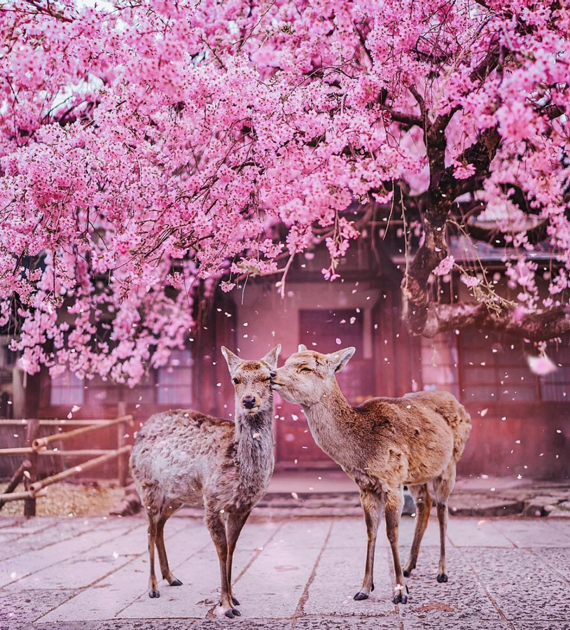 Kyoto & Nara & Uji World Heritage Scenic One-day Tour Diskon 50% Paket Tur