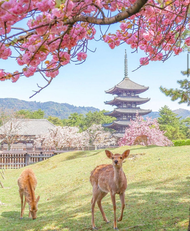Kyoto & Nara & Uji World Heritage Scenic One-day Tour Diskon 50% Paket Tur