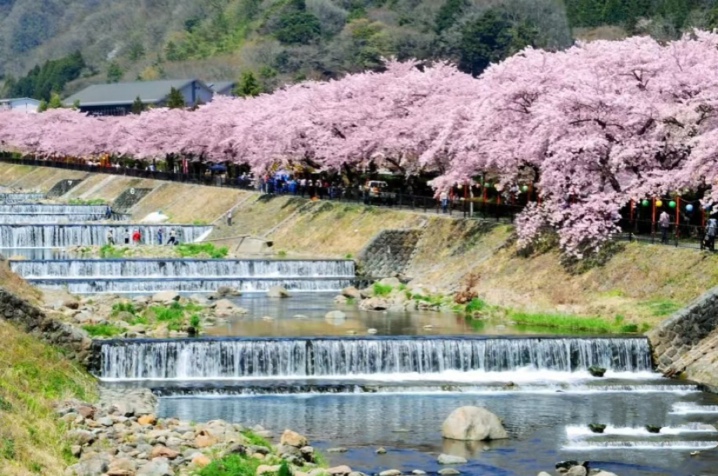 Mt. Fuji Cherry Blossoms OnlyOne Day Tour Diskon 50% Paket Tur