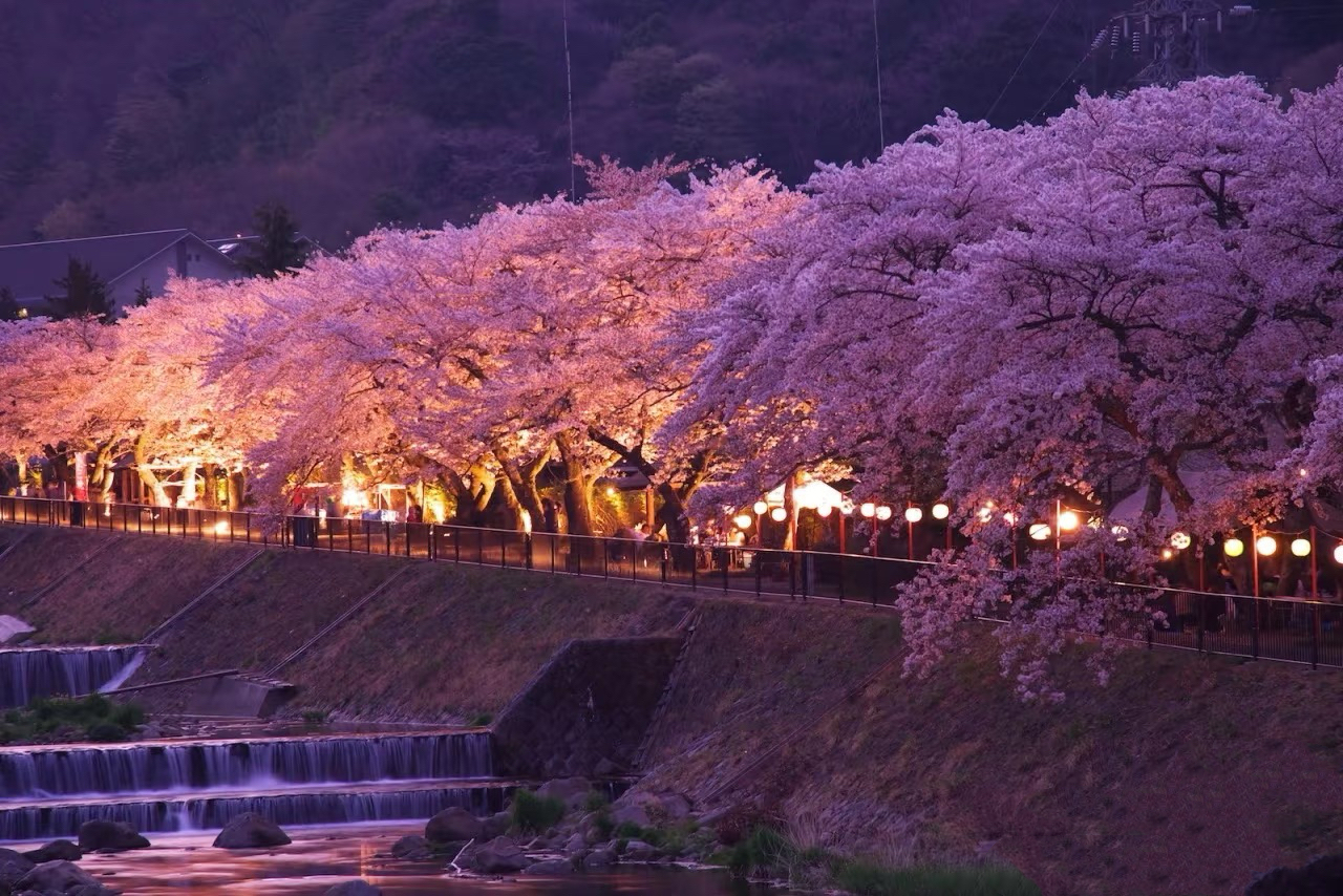 Mt. Fuji Cherry Blossoms OnlyOne Day Tour Diskon 50% Paket Tur