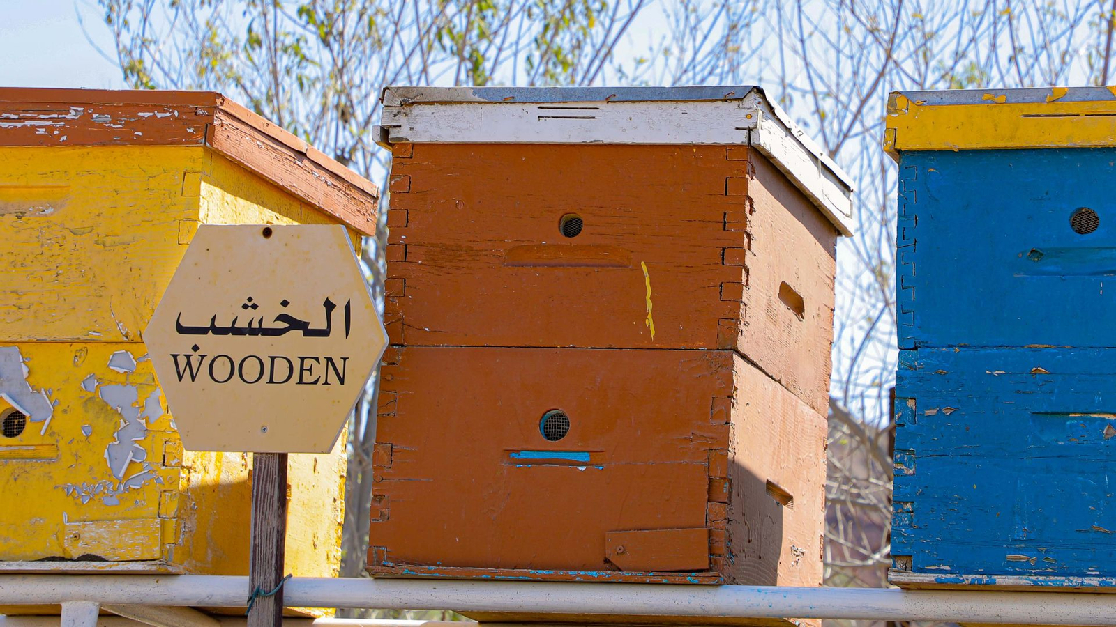 Hatta Honey Bee Garden Discovery Tour 50% Off Tour Package