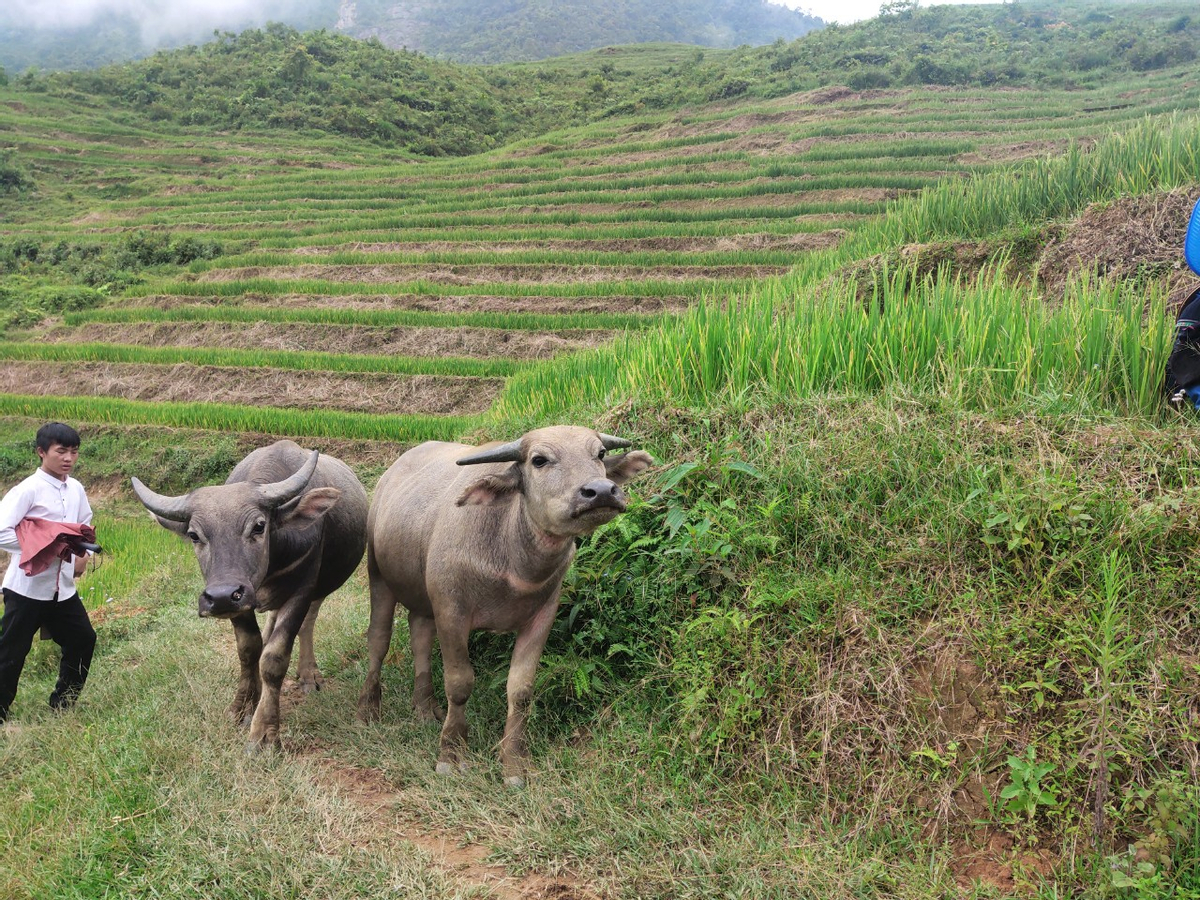 Get Ticket Y Linh Ho, Lao Chai - Ta Van Village Trekking Day Tour Promo ...