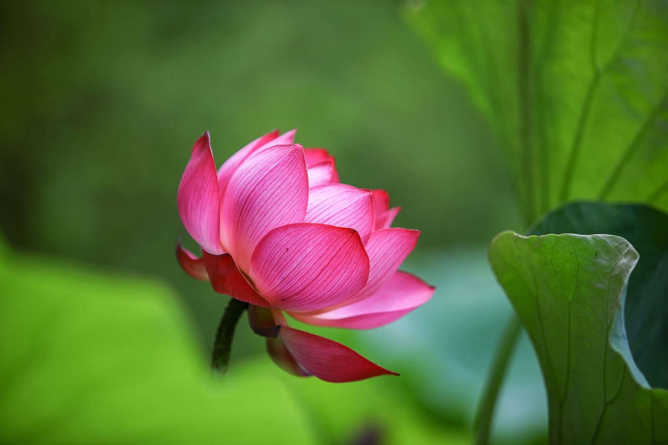 Tiket The Four Nara-Nishinokyo Lotus Road Temples Common Ticket Harga ...