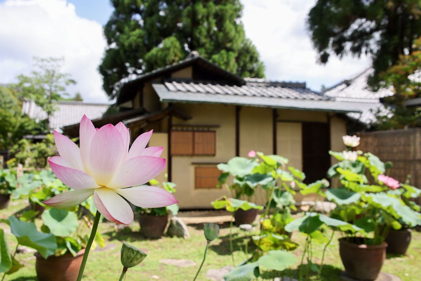 Tiket The Four Nara-Nishinokyo Lotus Road Temples Common Ticket Harga ...