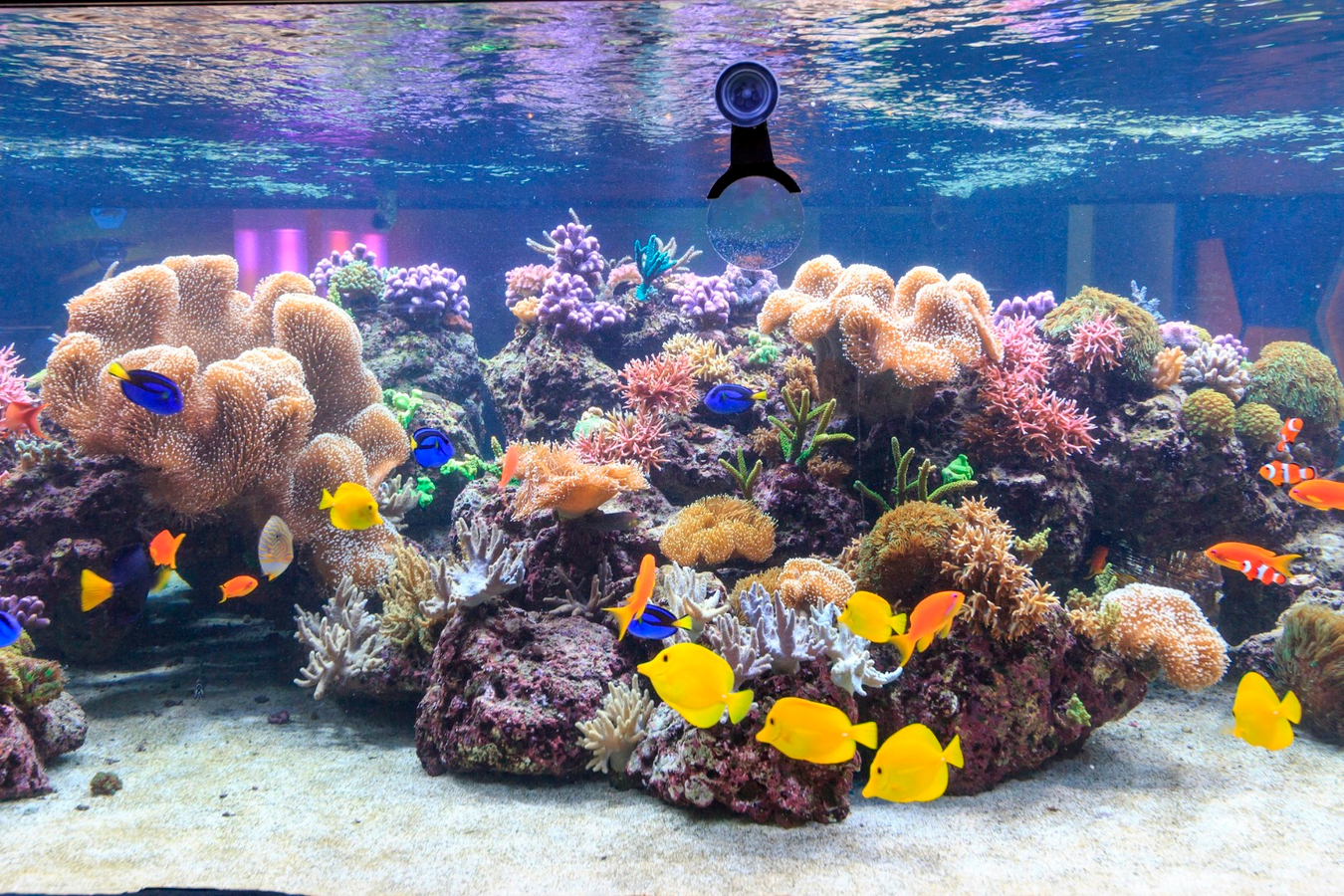 Get Ticket SEA LIFE Speyer Admission Ticket Promo Prices - tiket.com
