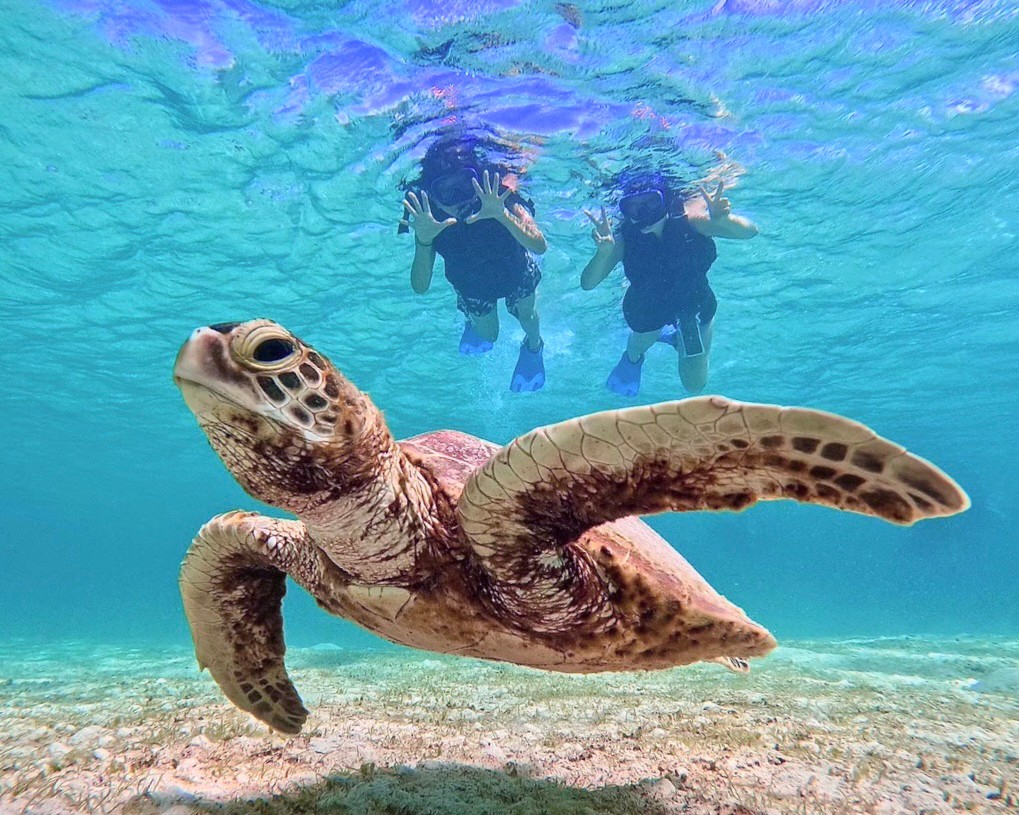 Miyakojima Sea Turtle Snorkeling Half-Day Experience (Okinawa) Package ...