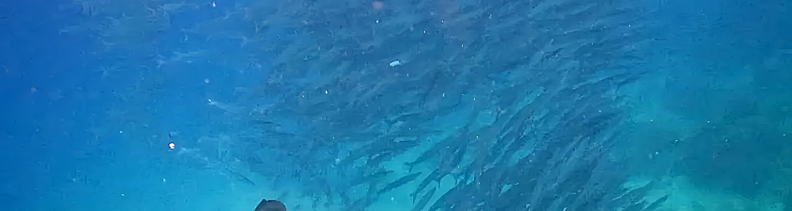 Tiket Siquijor: Freediving Adventure with Lunch and Beach Time Harga ...