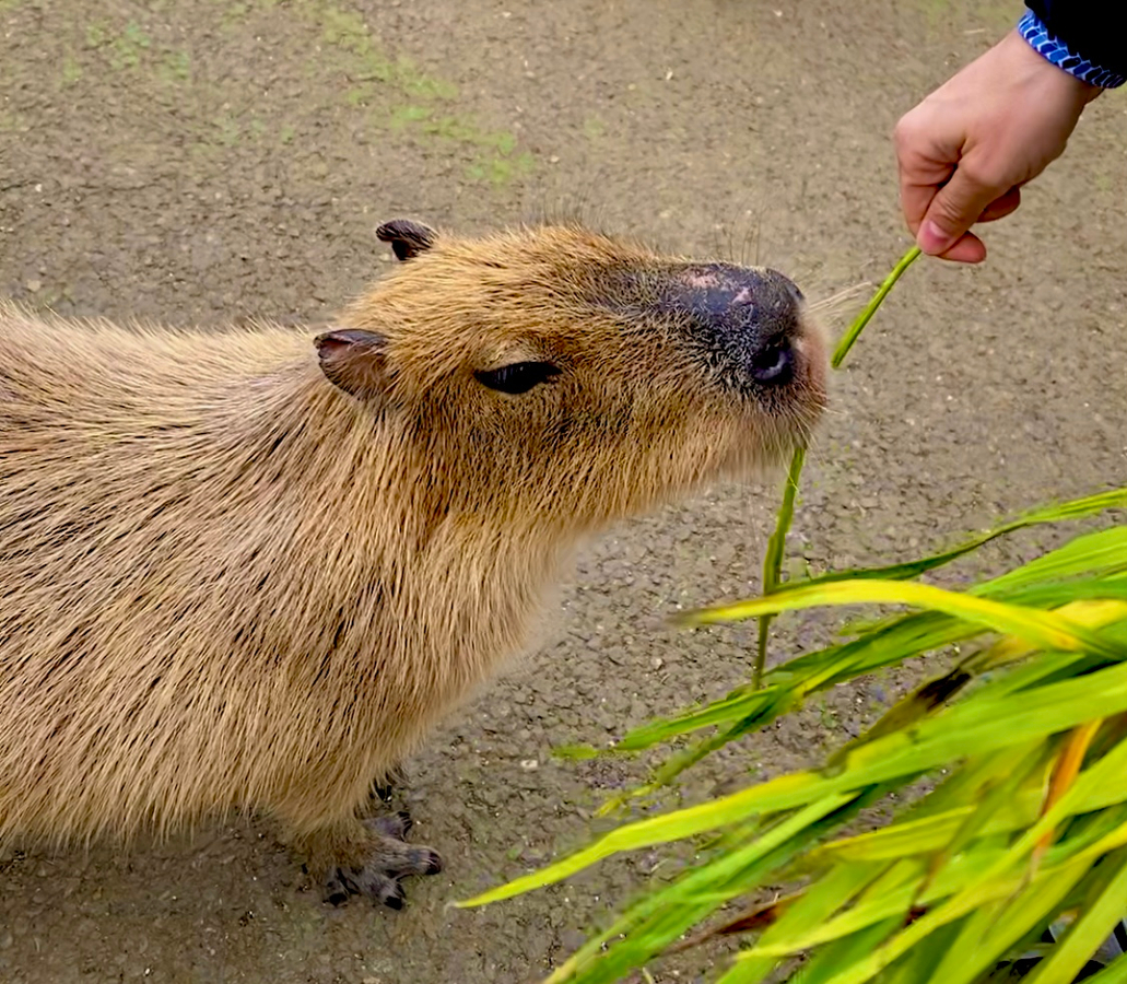 Get Ticket Mt.Omuro & Capybara Cuddles Tour from Tokyo Promo Prices ...
