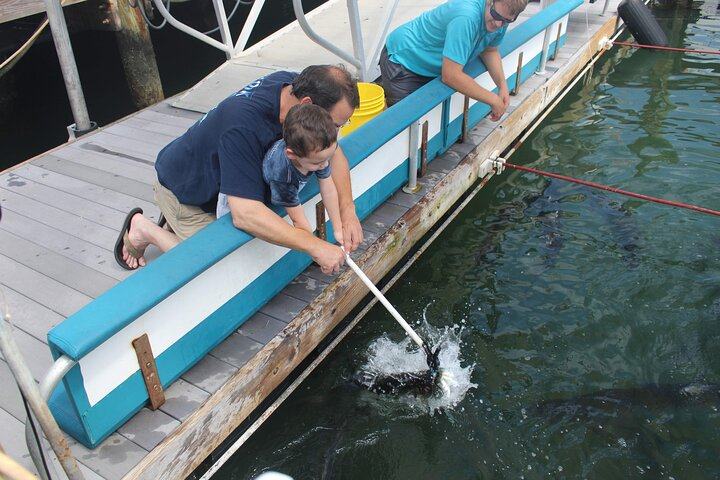 Tiket Giant Tarpon Fish Feeding Experience in Bayside Marketplace Harga ...