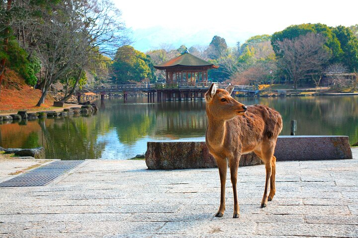 Get Ticket Discover Nara, Kyoto, Fushimi Inari, Himeji and Kobe from ...