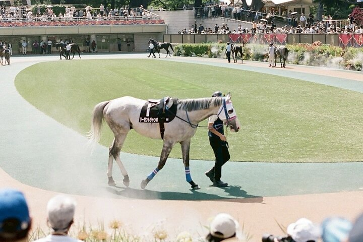 Tiket Horse Racing Tour with Local Fans in Tokyo, Oi Racecourse Harga ...