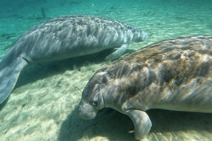 Tiket Manatees, Monkeys and Florida Natural Spring Adventure Tour Harga ...