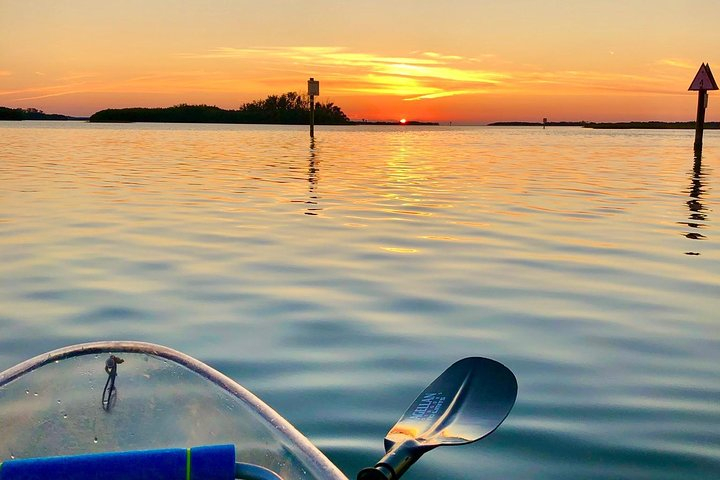 Clear Kayak Tour of Shell Key Preserve and Tampa Bay Area 2024 Promo Up ...