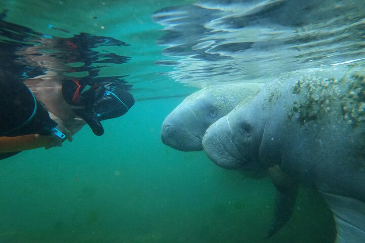 Get Ticket 3 hours Manatee Swim Tour in Florida Promo Prices - tiket.com