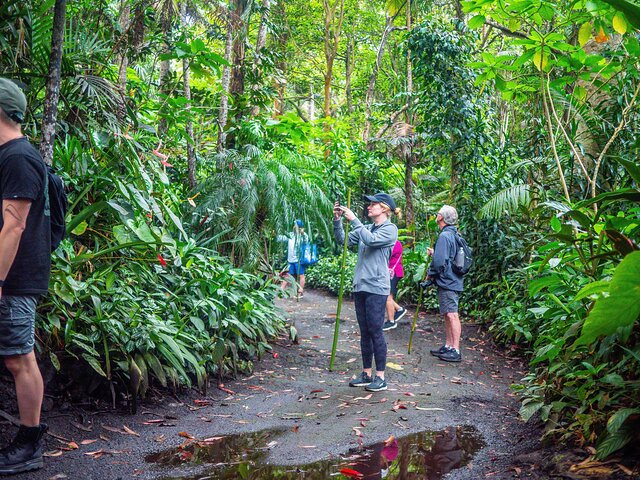 Tiket Kona Cloud Forest Sanctuary Pantropical Tour (1.5 hrs) Harga ...