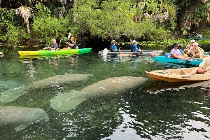 Tiket Silver Springs Clear Kayak Manatee, Monkey & Wildlife Adventures ...