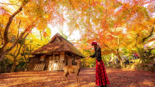 Tiket Kyoto & Nara Highlights Day Tour [From Osaka • 7 Major Spots In A ...