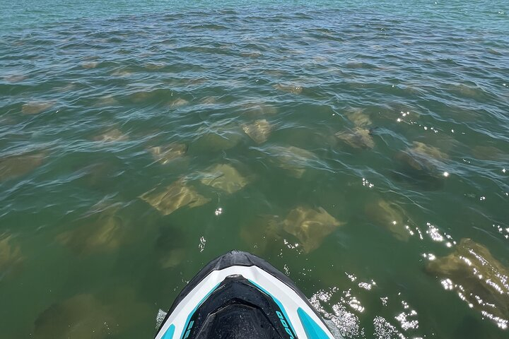 Tiket Explore Hidden Islands and Dolphins Jet Ski Adventure Harga Promo ...